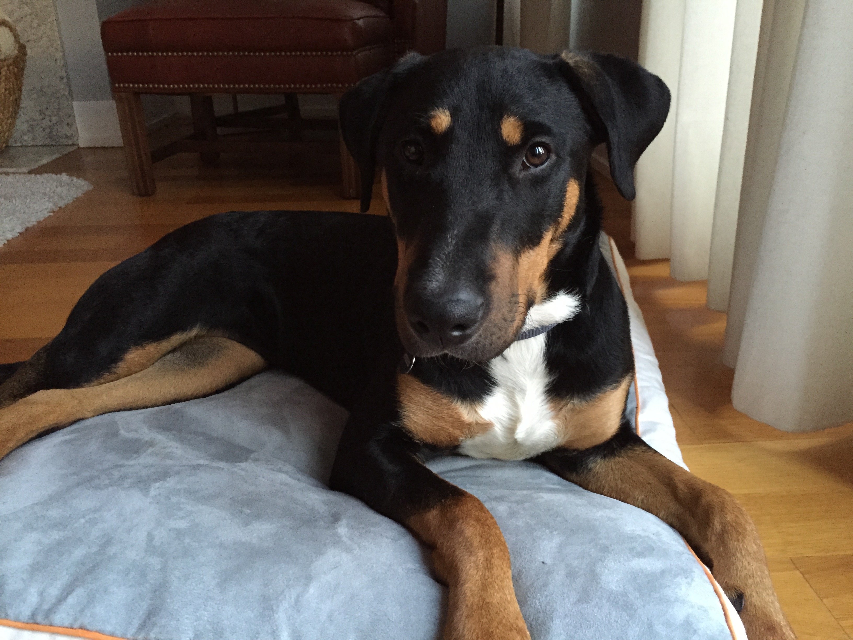 SEPTEMBER Dog of the Month is... - Cruisin Canines